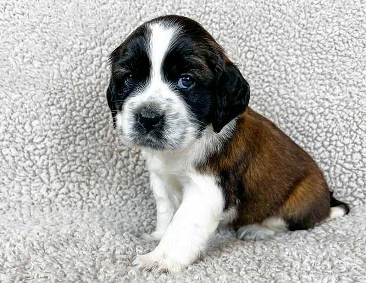 Mini Saint Bernard Puppies - Family Friendly Dogs in South Central PA